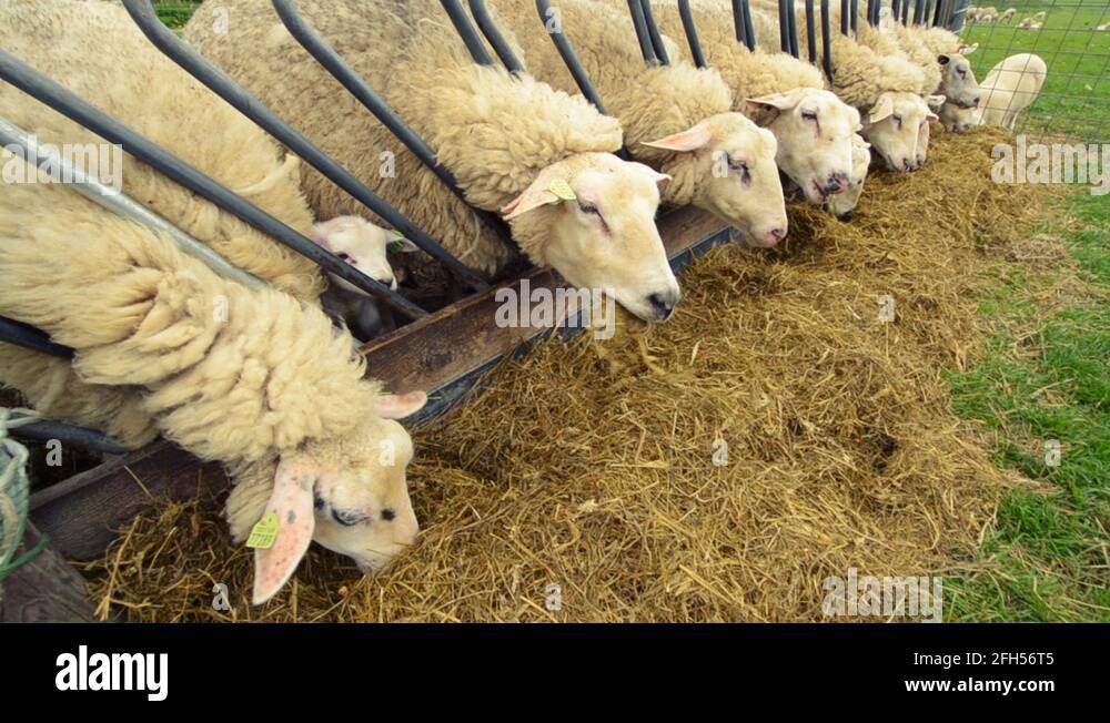 Sheep hay feeder Stock Videos & Footage - HD and 4K Video Clips - Alamy