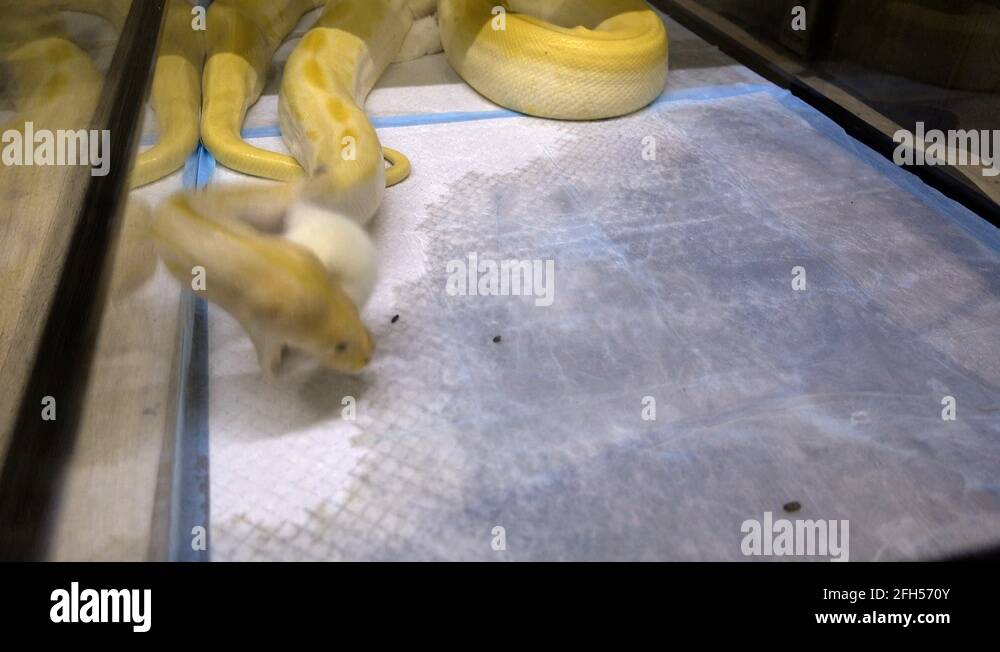 Python snake Stock Videos & Footage - HD and 4K Video Clips - Alamy