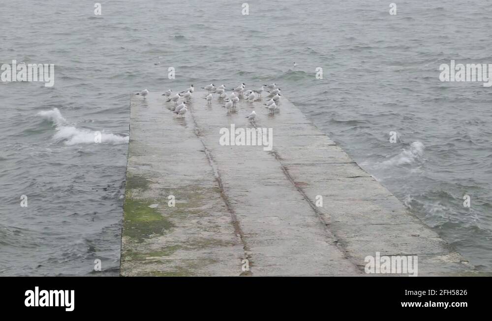 Cold windy rainy Stock Videos & Footage - HD and 4K Video Clips - Alamy