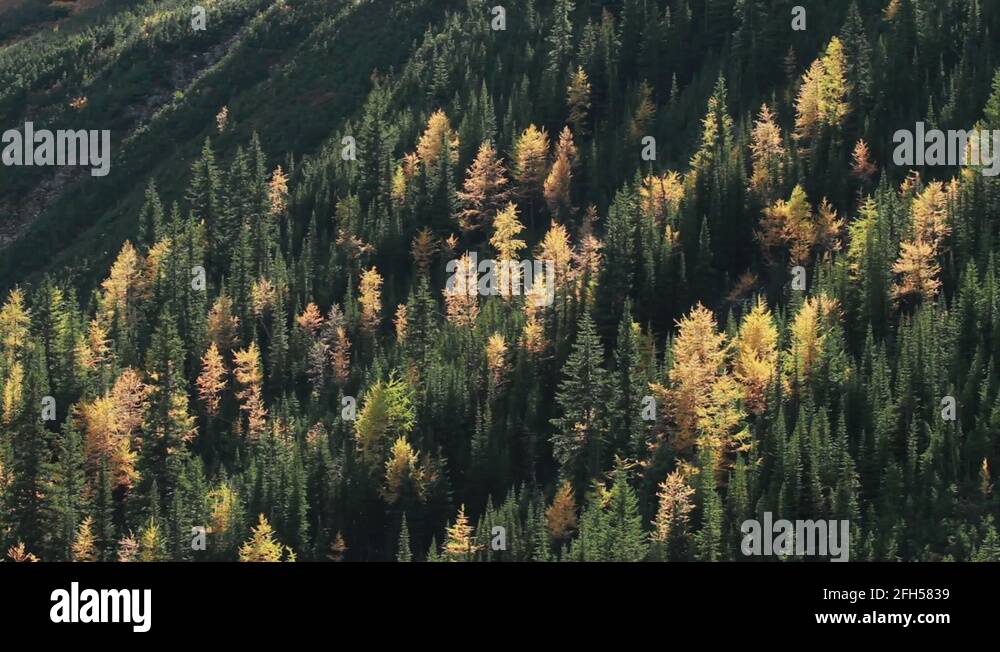 Larch trees banff Stock Videos & Footage - HD and 4K Video Clips - Alamy