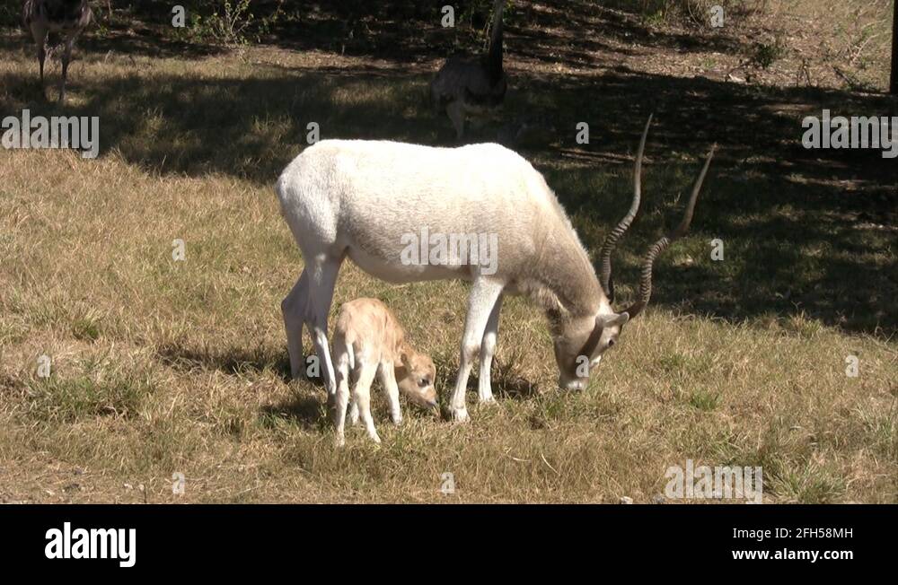 Addax addax Stock Videos & Footage - HD and 4K Video Clips - Alamy