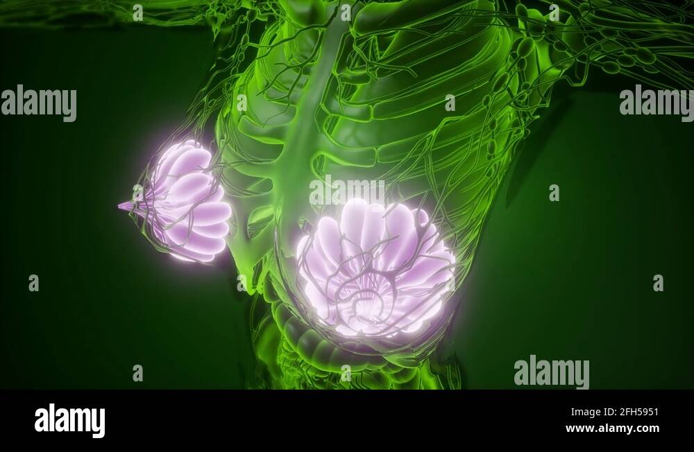 science anatomy of human body in x-ray with glow mammary gland Stock ...