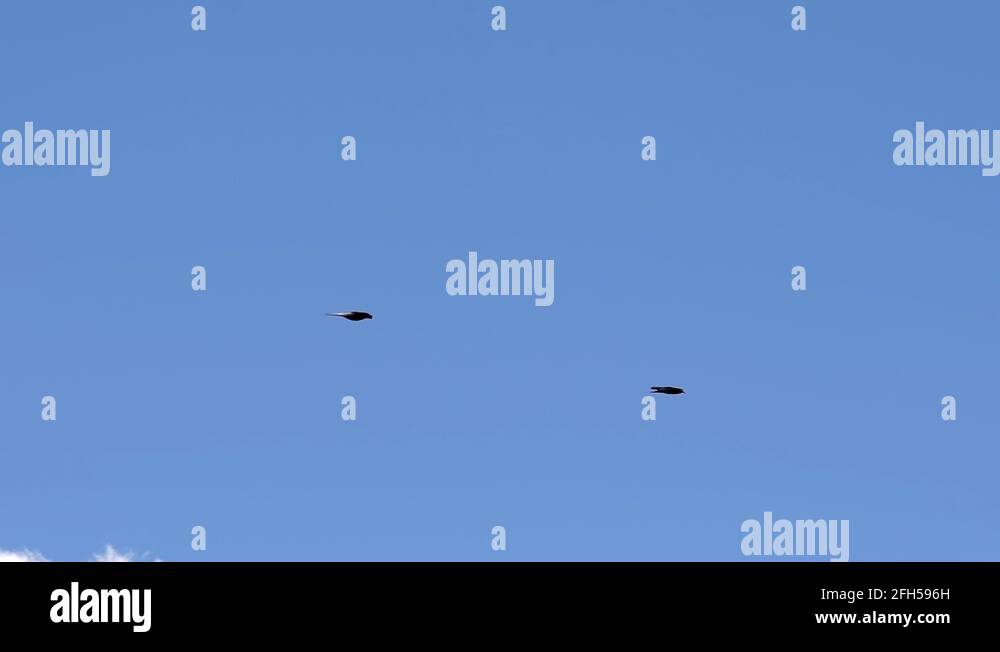 Spanish sierra nevada wildlife Stock Videos & Footage - HD and 4K Video ...