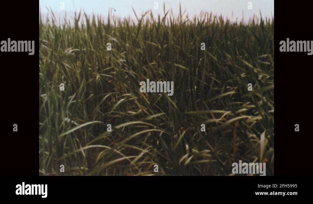 1970s: Man walks through cat tails in marsh. Feet stomp through muddy ...