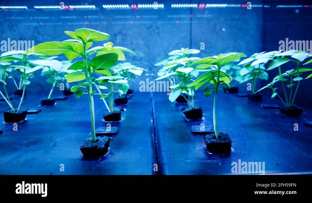 Crop genetics Stock Videos & Footage - HD and 4K Video Clips - Alamy
