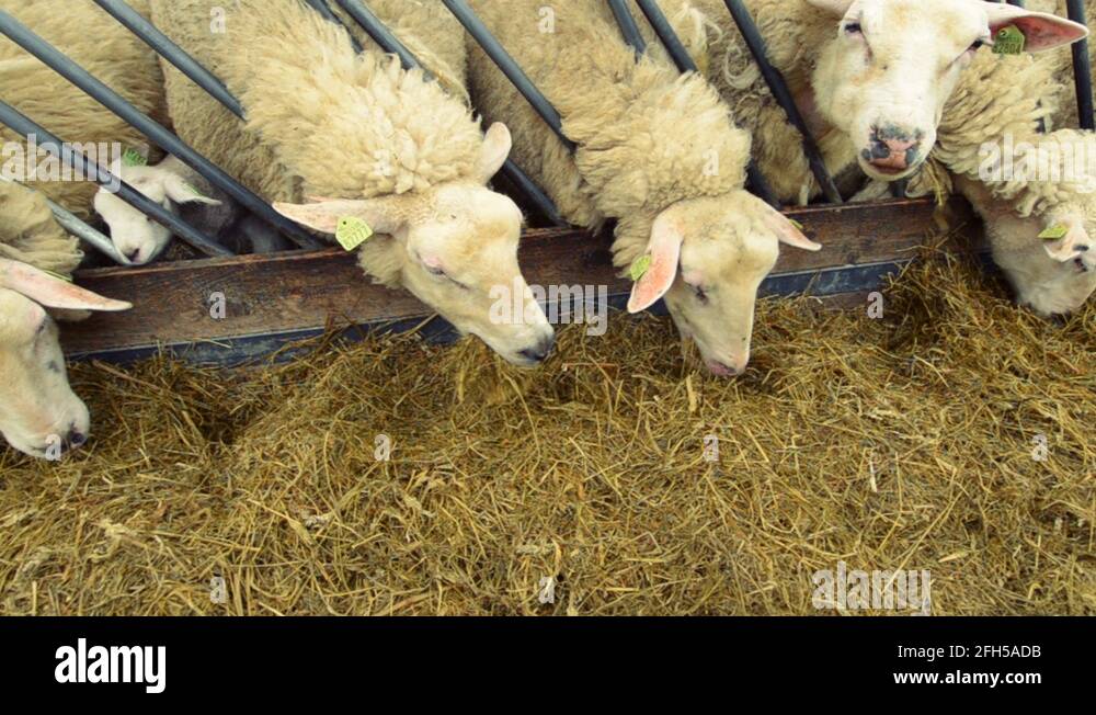 Self farming Stock Videos & Footage - HD and 4K Video Clips - Alamy