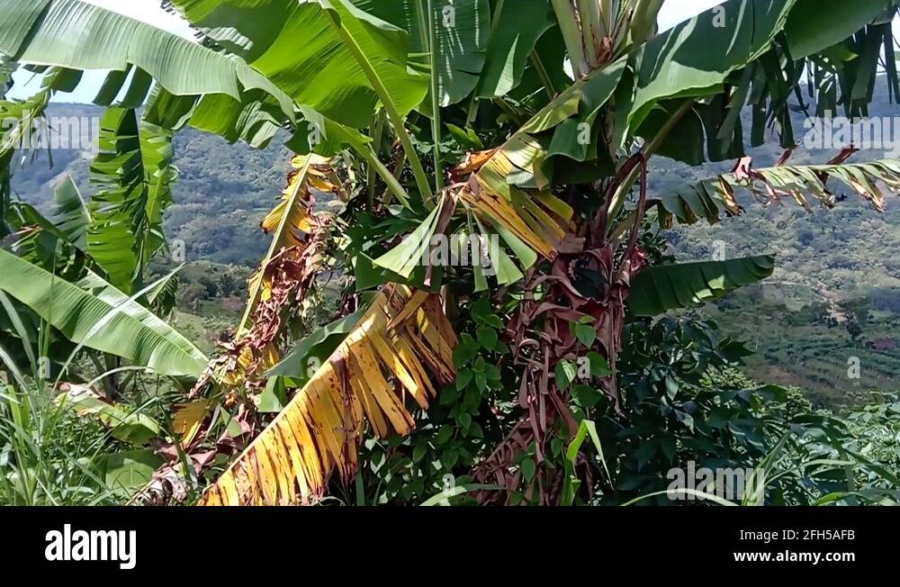 Indian banana tree Stock Videos & Footage - HD and 4K Video Clips - Alamy