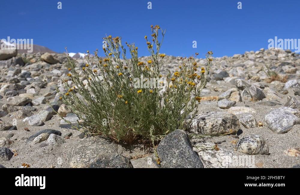 Highlands flora Stock Videos & Footage - HD and 4K Video Clips - Alamy