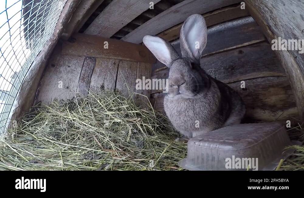 farm rabbit in cages. Gray big bunny sits in cages eating hay Stock ...