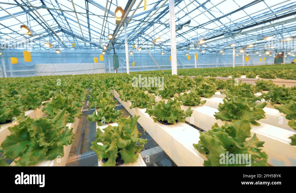 Many plants fresh Stock Videos & Footage - HD and 4K Video Clips - Alamy