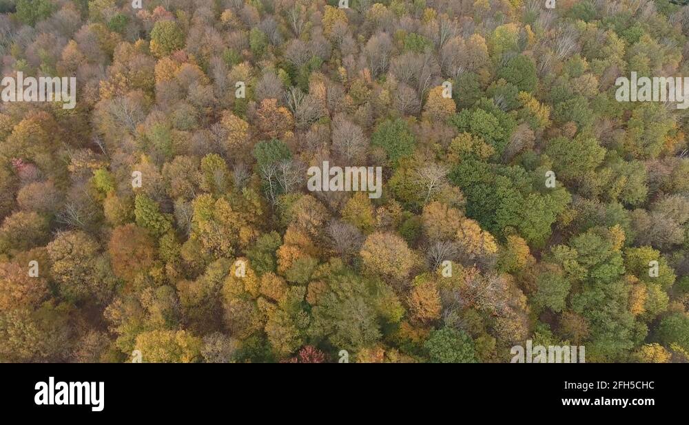 Coniferous tree canopy Stock Videos & Footage - HD and 4K Video Clips ...