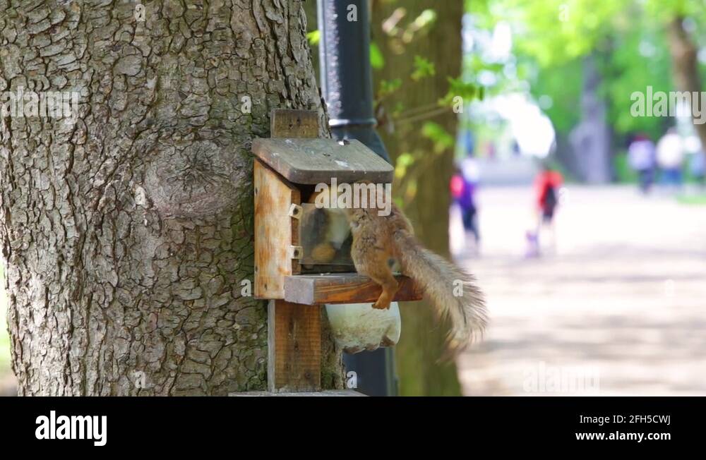 Red squirrel feeder box Stock Videos & Footage - HD and 4K Video Clips ...