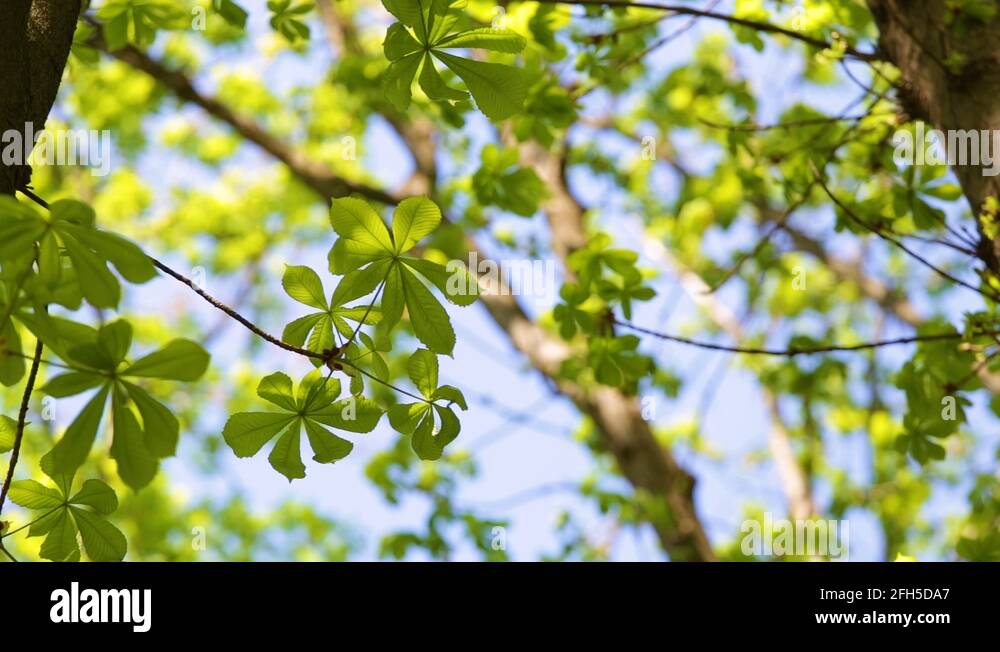 chestnut tree isolated at bright blue sky background Stock Video ...