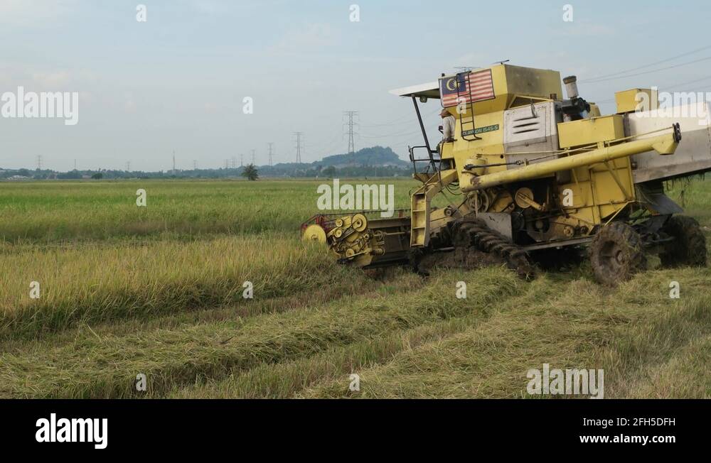 Reap seed Stock Videos & Footage - HD and 4K Video Clips - Alamy