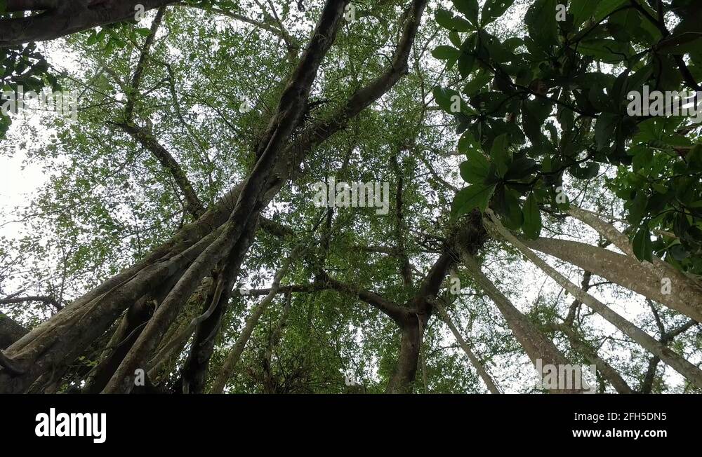 Banyan tree texture Stock Videos & Footage - HD and 4K Video Clips - Alamy