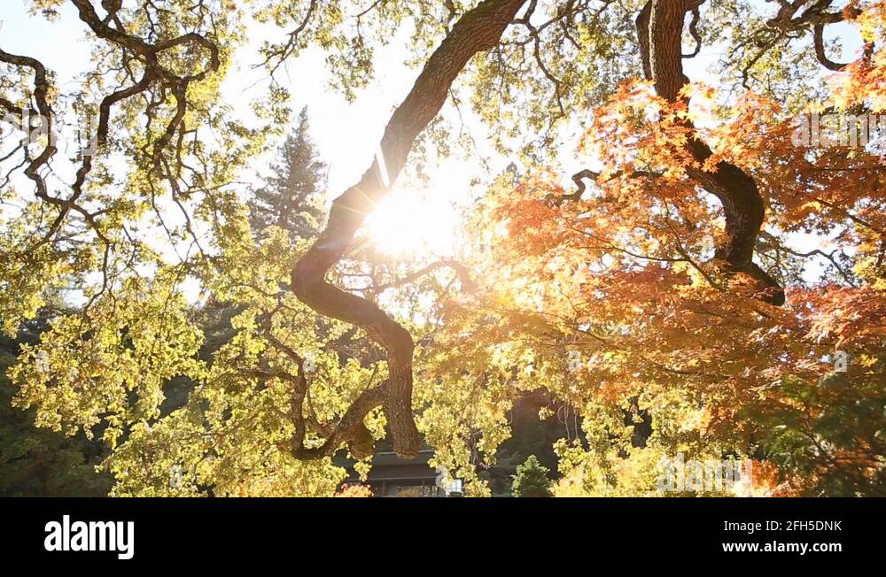Japanese oak tree Stock Videos & Footage - HD and 4K Video Clips - Alamy