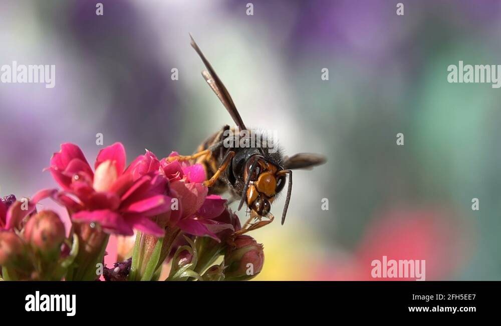 Insect mandible Stock Videos & Footage - HD and 4K Video Clips - Alamy