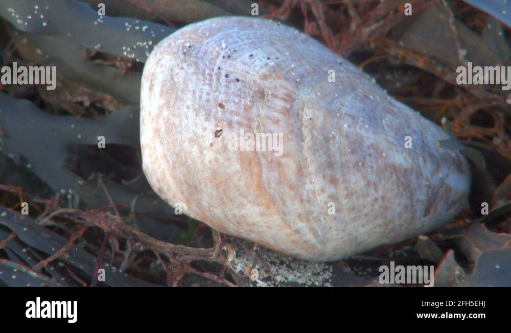 Shell of limpet Stock Videos & Footage - HD and 4K Video Clips - Alamy