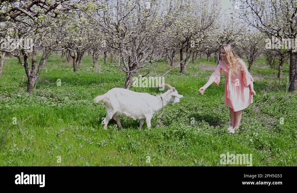 The pink goat Stock Videos & Footage - HD and 4K Video Clips - Alamy