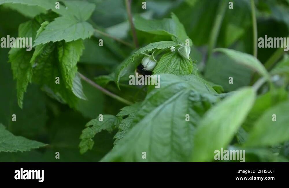 Pollination by insects Stock Videos & Footage - HD and 4K Video Clips ...