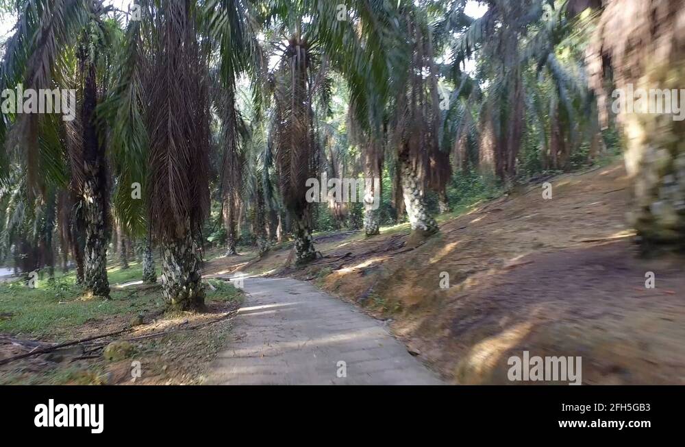 End palm tree Stock Videos & Footage - HD and 4K Video Clips - Alamy
