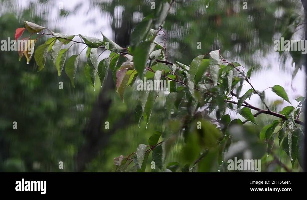 drops of rain fall on leaves of the tree, wind and rain outside window ...