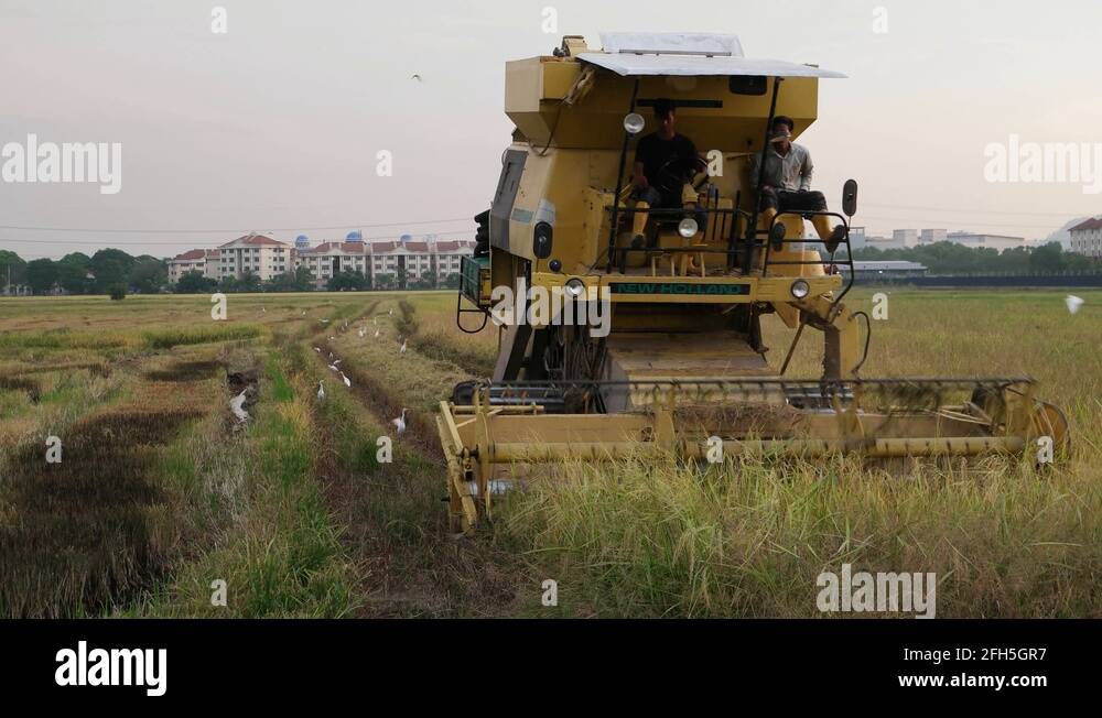 Cut paddy Stock Videos & Footage - HD and 4K Video Clips - Alamy