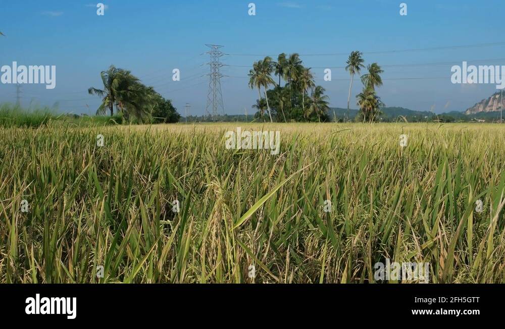 Ripe yellow paddy field Stock Videos & Footage - HD and 4K Video Clips ...