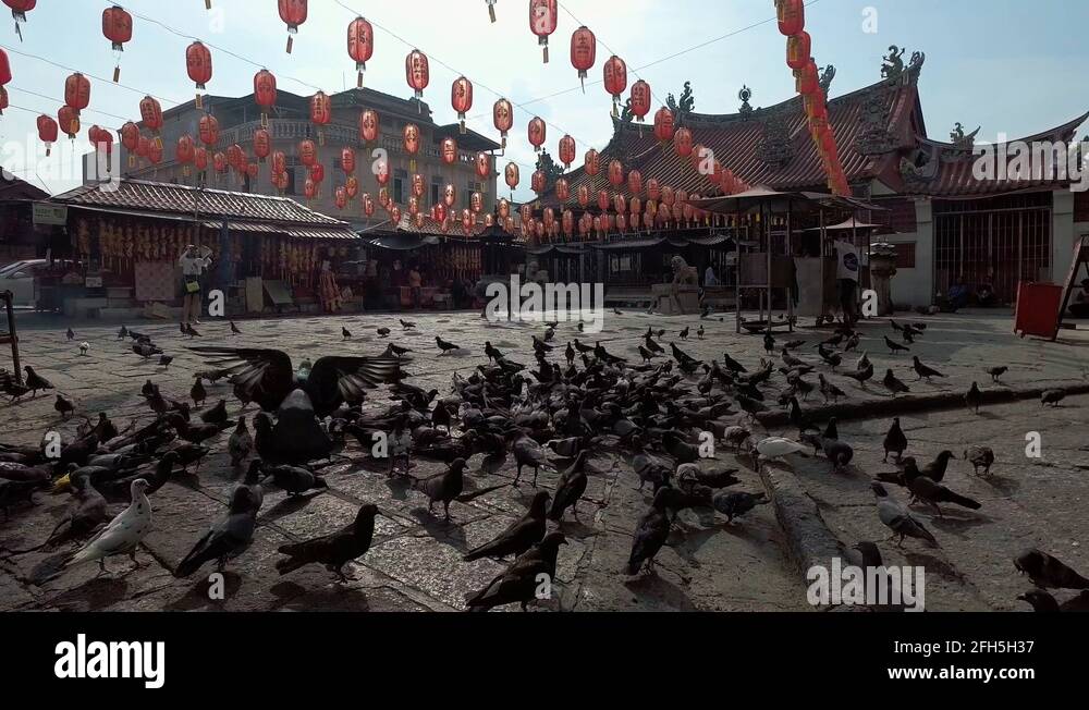 Chinese flying pigeon Stock Videos & Footage - HD and 4K Video Clips ...