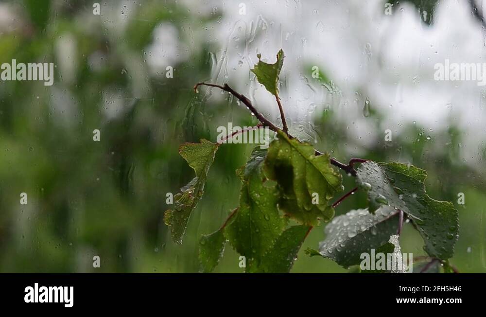 wind and rain outside window, drops of rain fall on leaves of the tree ...