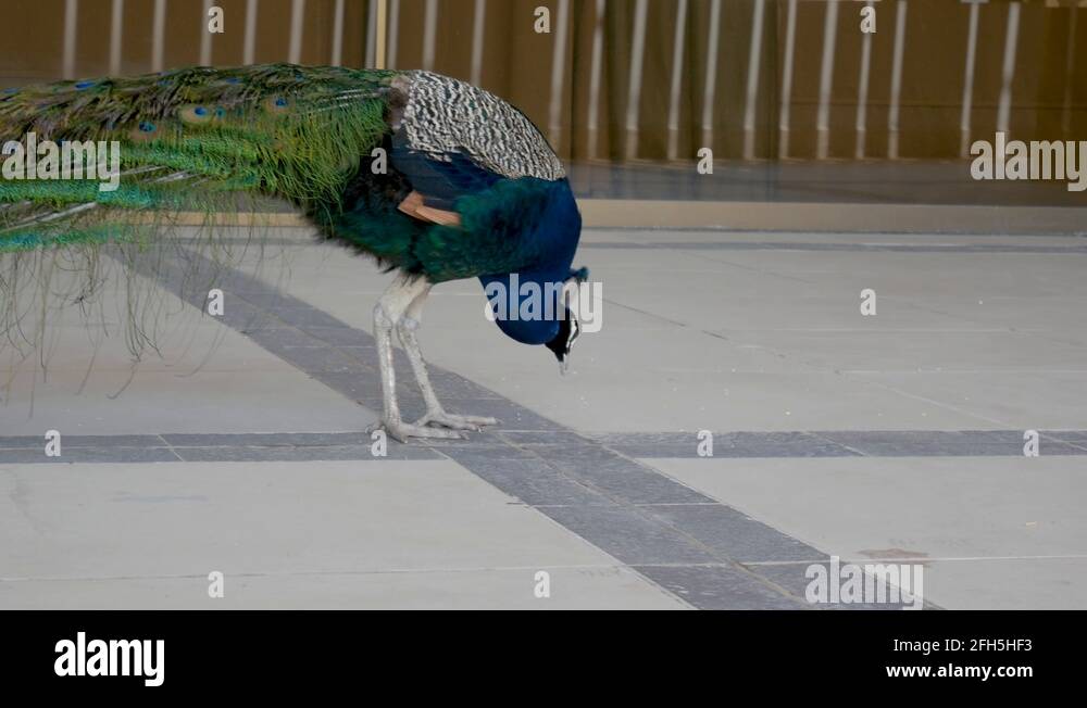 Peacock seeds Stock Videos & Footage - HD and 4K Video Clips - Alamy
