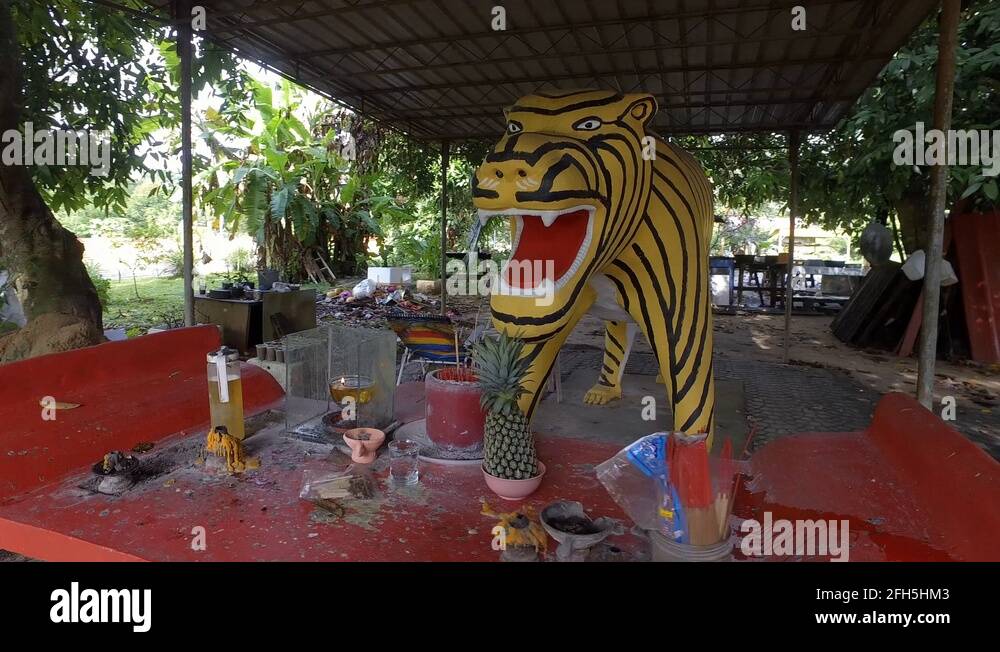 The temple tiger Stock Videos & Footage - HD and 4K Video Clips - Alamy