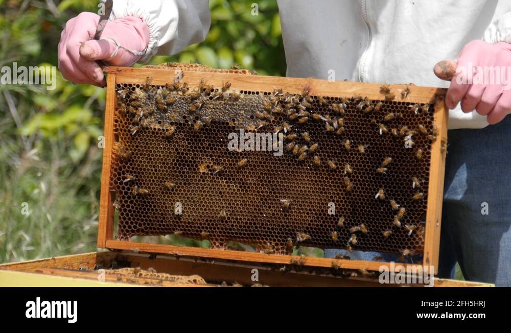 Brood house Stock Videos & Footage - HD and 4K Video Clips - Alamy