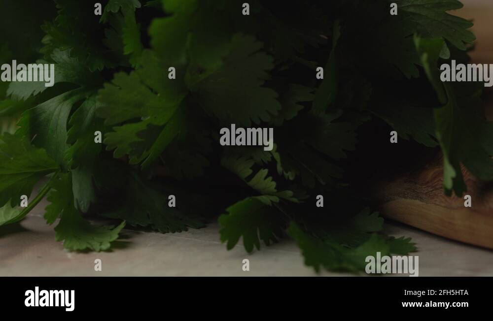 Cilantro Stock Videos & Footage - HD and 4K Video Clips - Alamy
