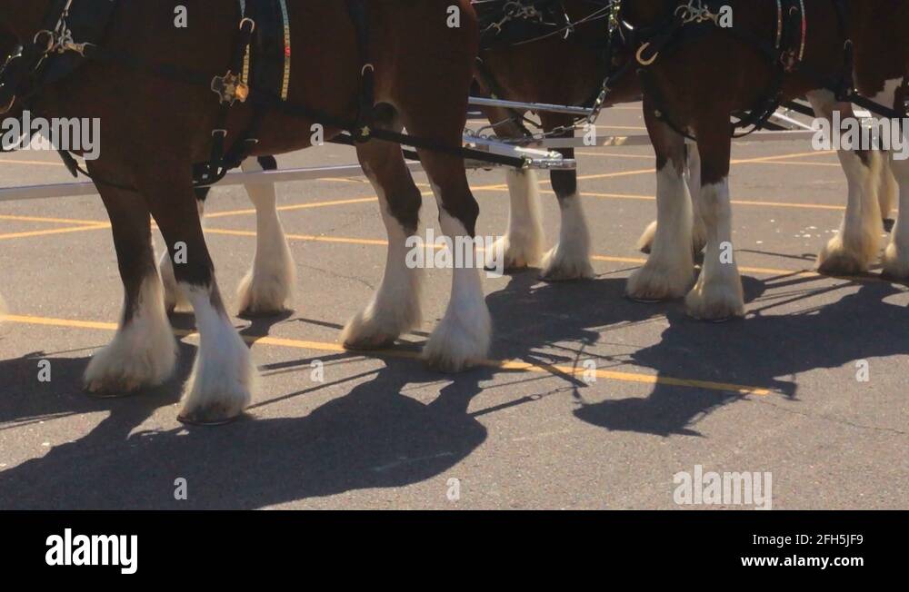 Clydesdale beer Stock Videos & Footage - HD and 4K Video Clips - Alamy