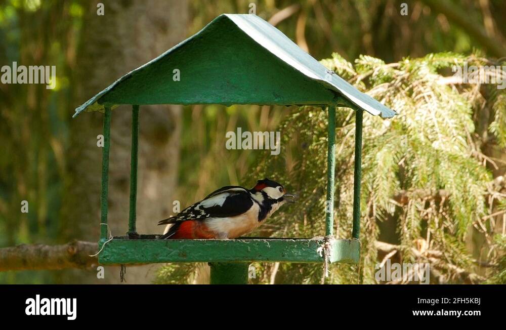 Bird troughs Stock Videos & Footage - HD and 4K Video Clips - Alamy