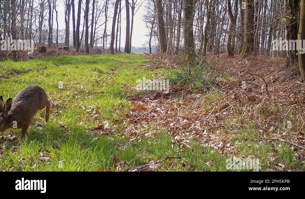 Hare running Stock Videos & Footage - HD and 4K Video Clips - Alamy