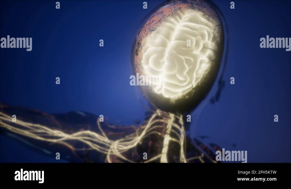 science anatomy scan of human brain and nerves glowing Stock Video ...