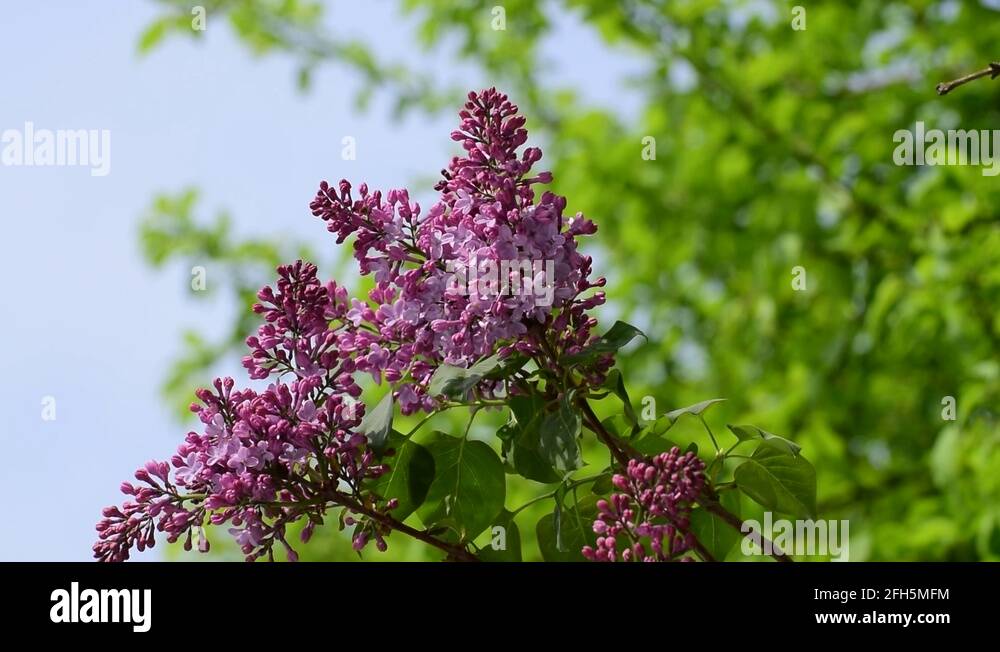 Syringa leaves Stock Videos & Footage - HD and 4K Video Clips - Alamy