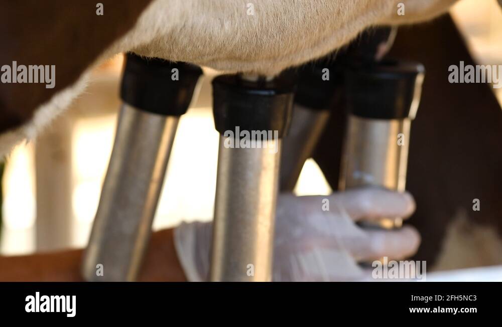 Farmer put the suction devices of a milking machine on to the udders of ...