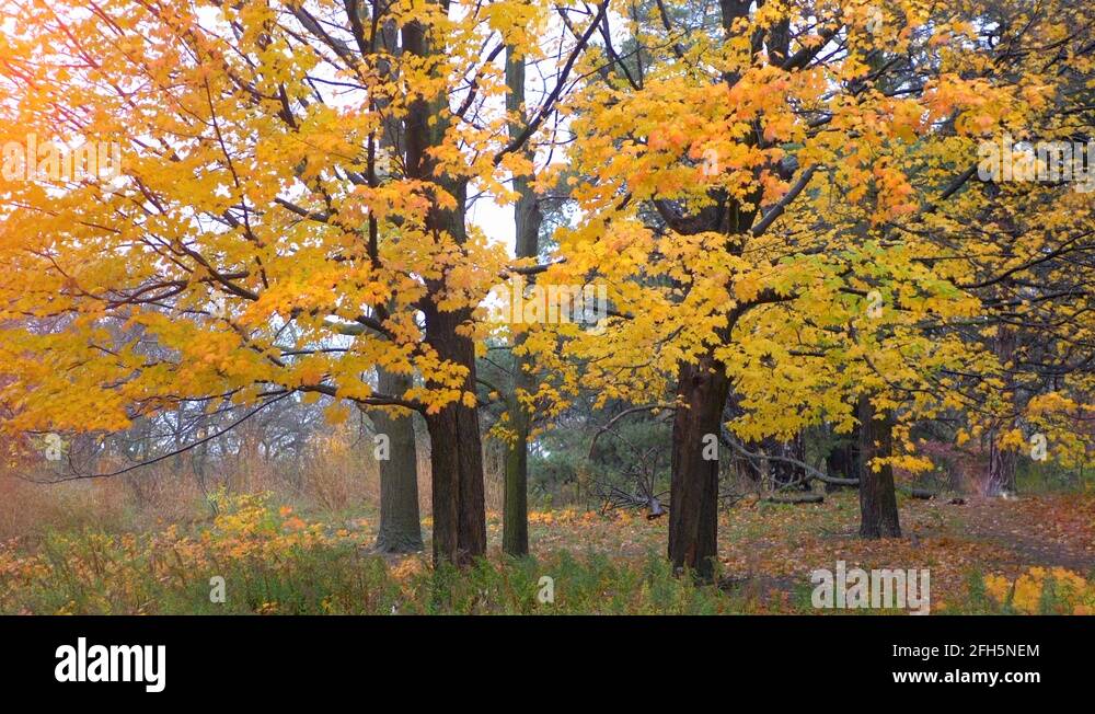 Fall tree path landscape Stock Videos & Footage - HD and 4K Video Clips ...