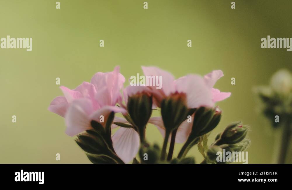 Corolla flower Stock Videos & Footage - HD and 4K Video Clips - Alamy