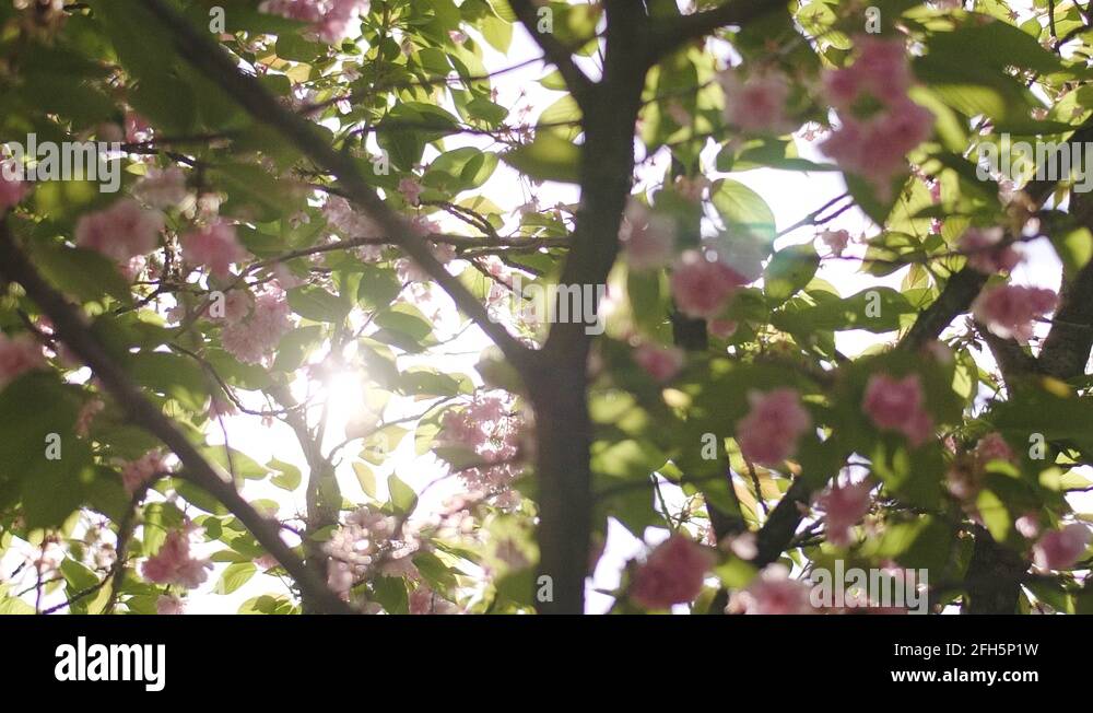 Far and close Stock Videos & Footage - HD and 4K Video Clips - Alamy