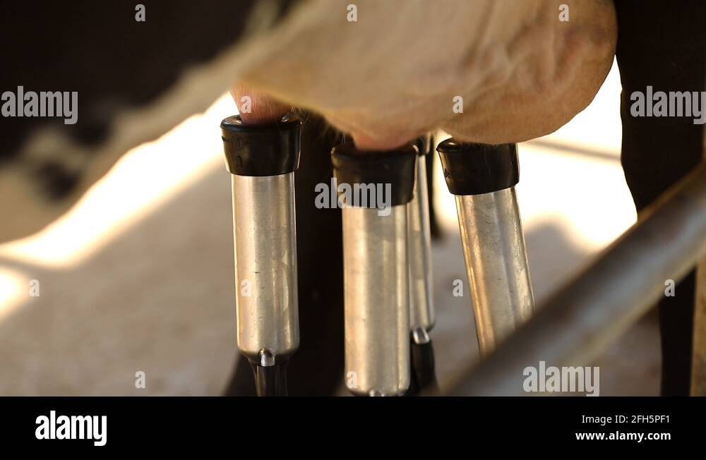 Close up shot of the suction devices of a milking machine hanging on ...