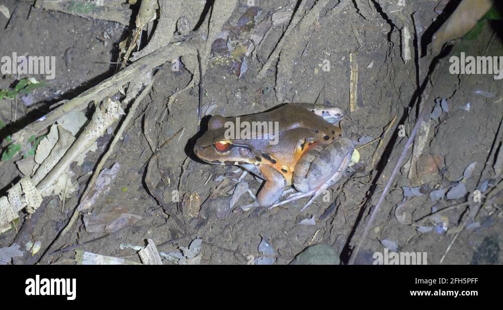 Frog rain forest Stock Videos & Footage - HD and 4K Video Clips - Alamy