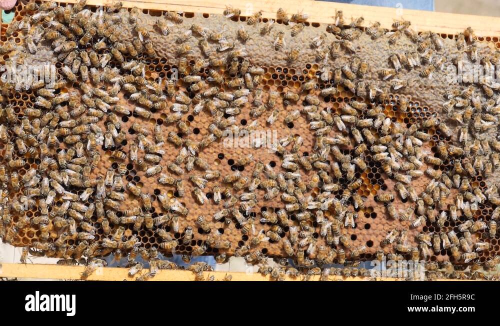 Beehive in the apiary. Bees collect nectar . Life inside the hive ...