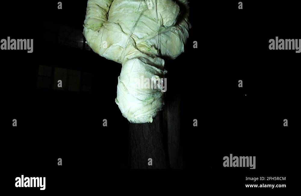 Wrapped mummy Stock Videos & Footage - HD and 4K Video Clips - Alamy