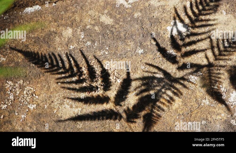 Fern and its shadow Stock Videos & Footage - HD and 4K Video Clips - Alamy
