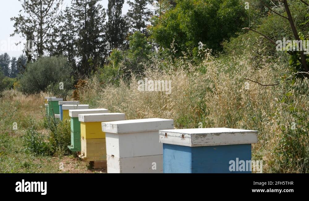 Beehive boxes Stock Videos & Footage - HD and 4K Video Clips - Alamy