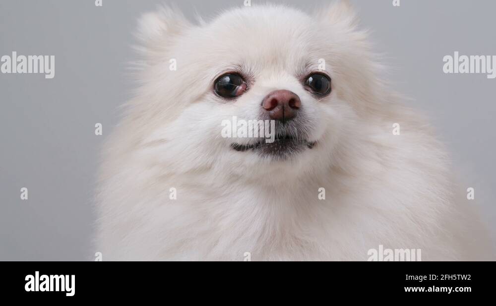 Angry dog isolated Stock Videos & Footage - HD and 4K Video Clips - Alamy